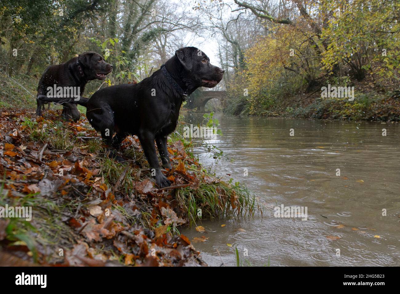 Labrador Dogs Playing Stock Photo - Alamy