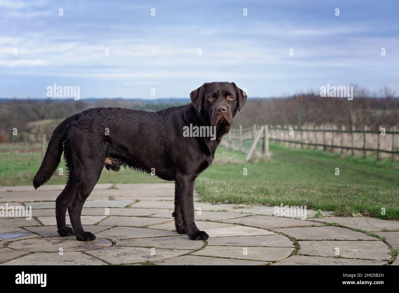 Labrador Dogs Playing Stock Photo - Alamy