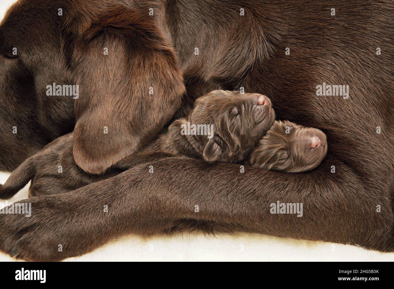 Chocolate Labrador Pups Stock Photo - Alamy