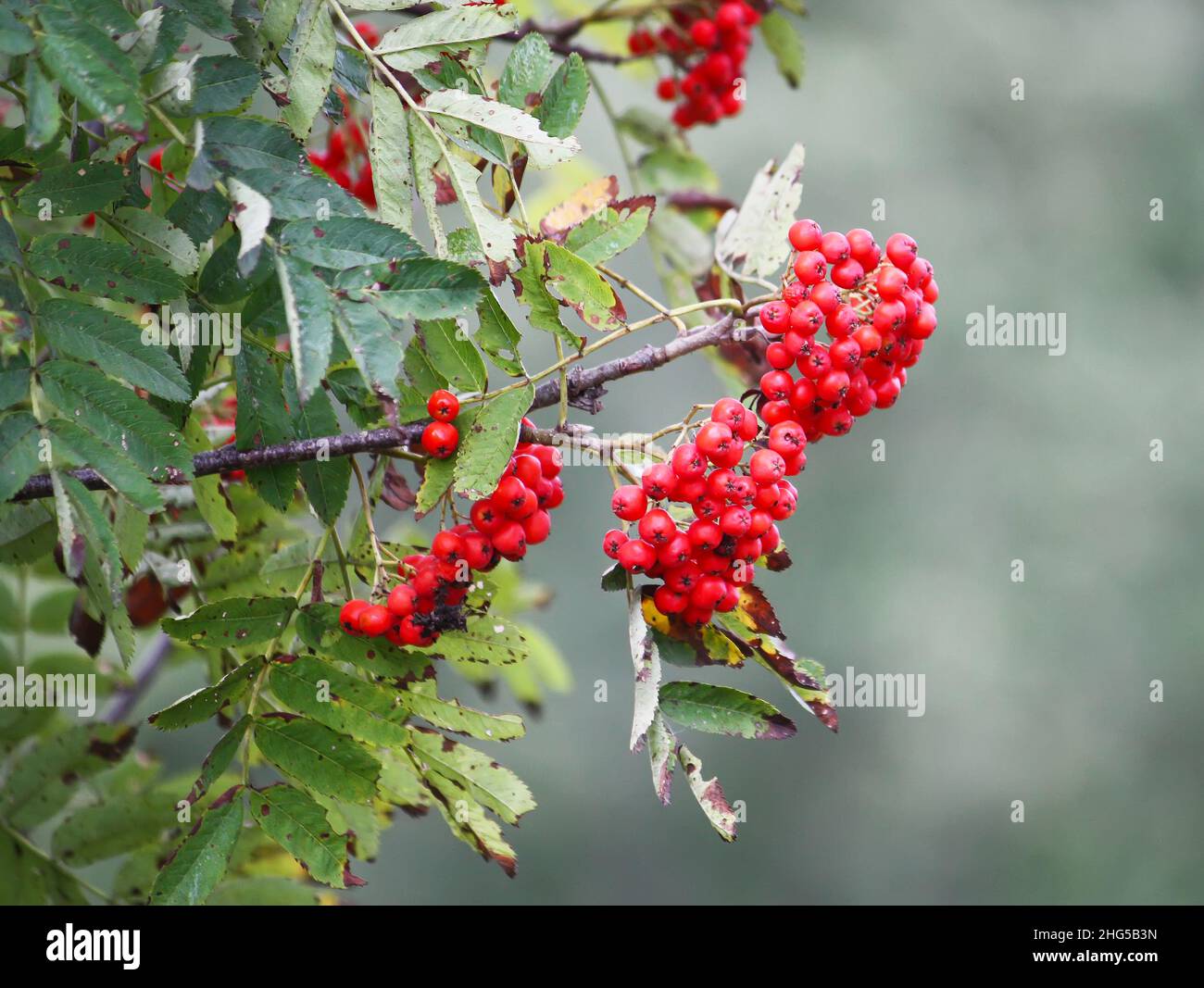 Ripe orange rowanberries on a tree branch outdoors Stock Photo - Alamy
