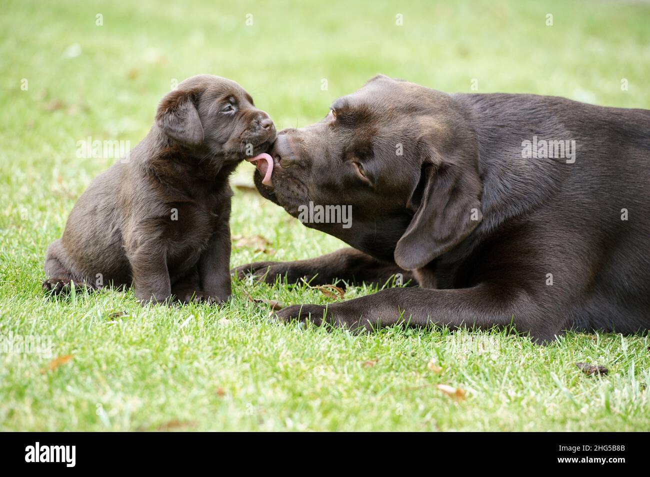 Cheeky labrador retriever hi-res stock photography and images - Alamy
