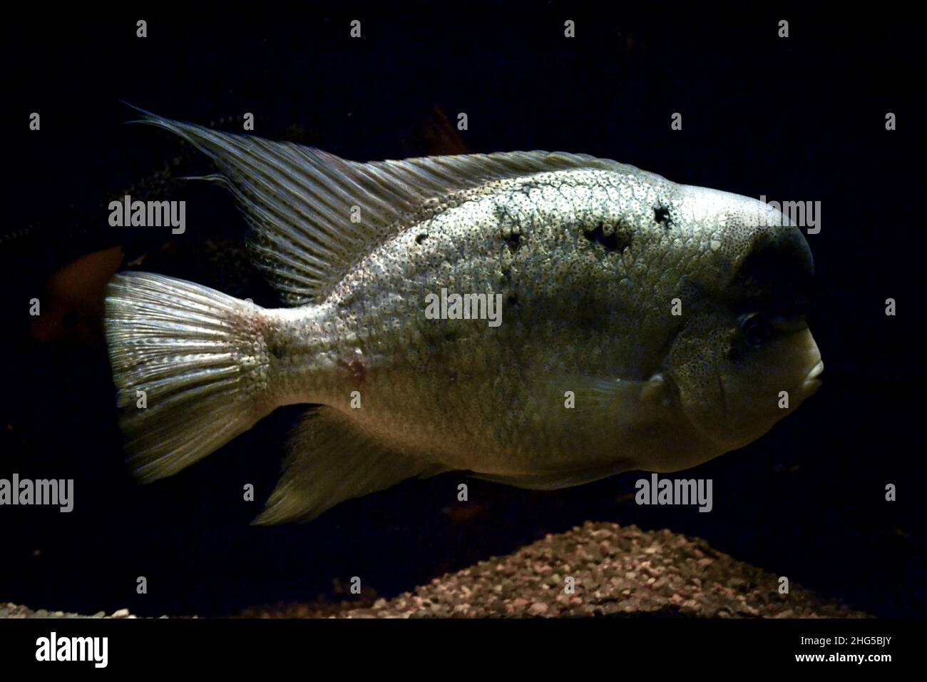 Amphilophus citrinellus fish swimming, black background Stock Photo - Alamy