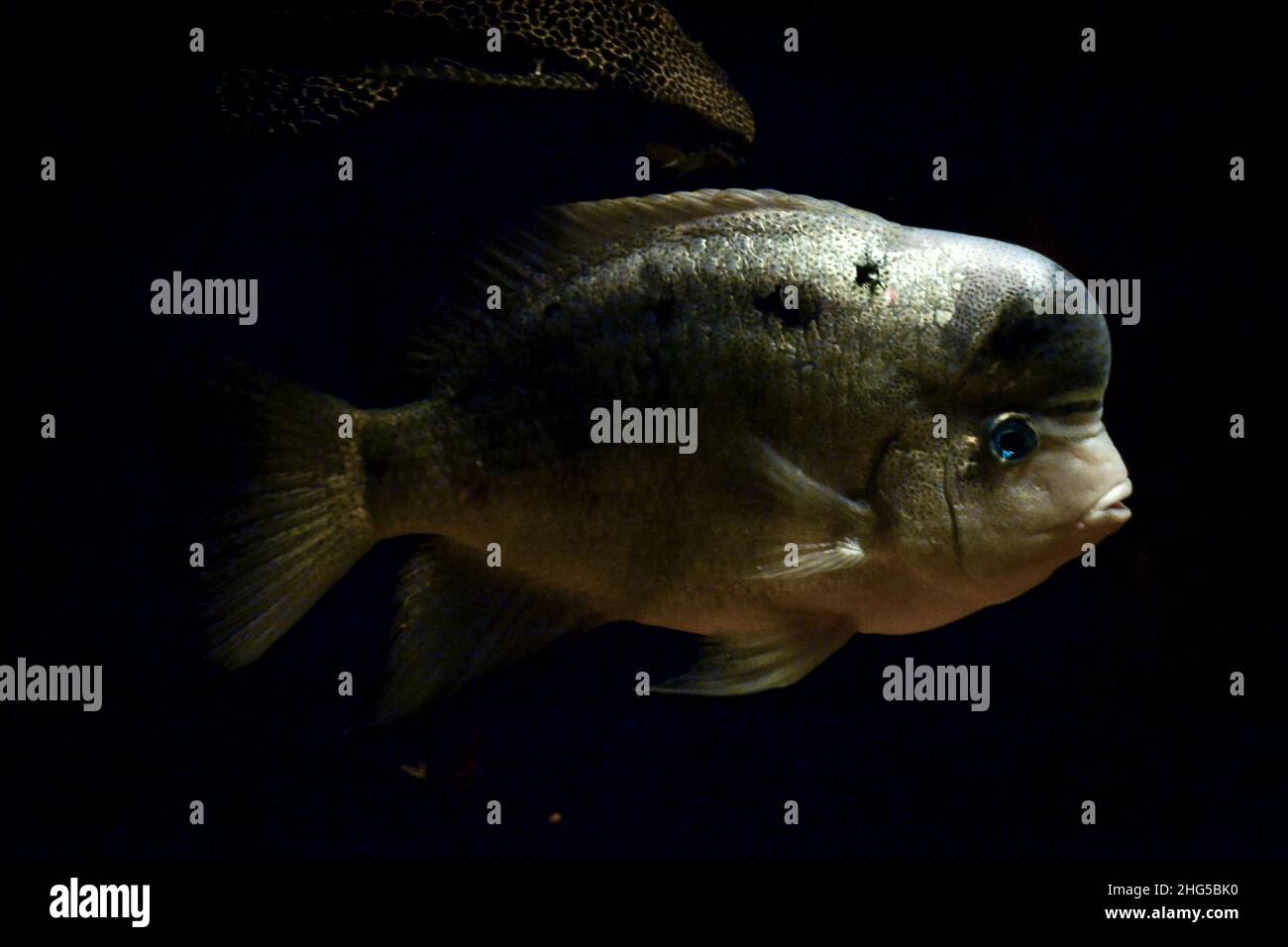 Amphilophus citrinellus fish swimming, black background Stock Photo - Alamy
