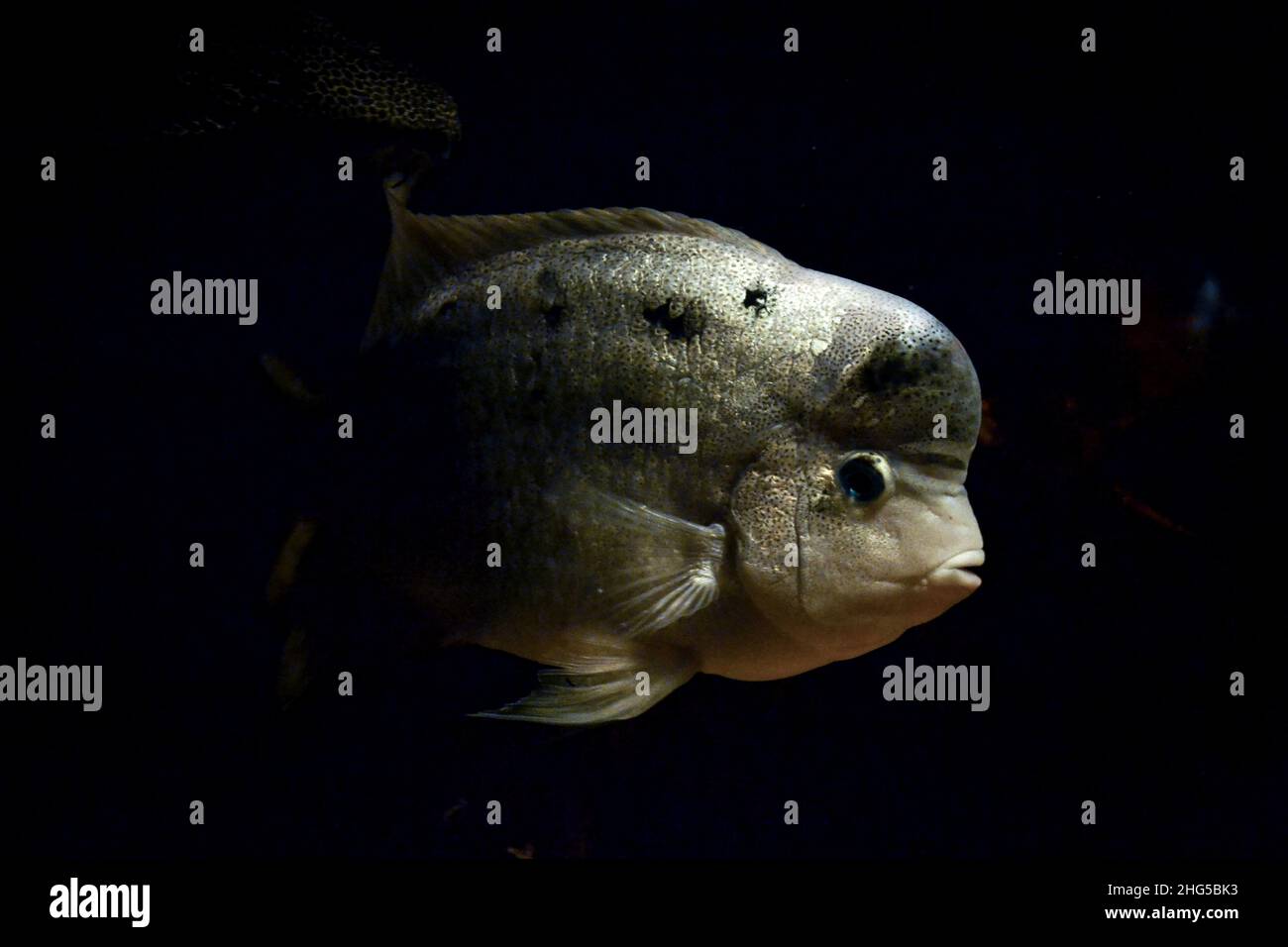 Amphilophus citrinellus fish swimming, black background Stock Photo - Alamy