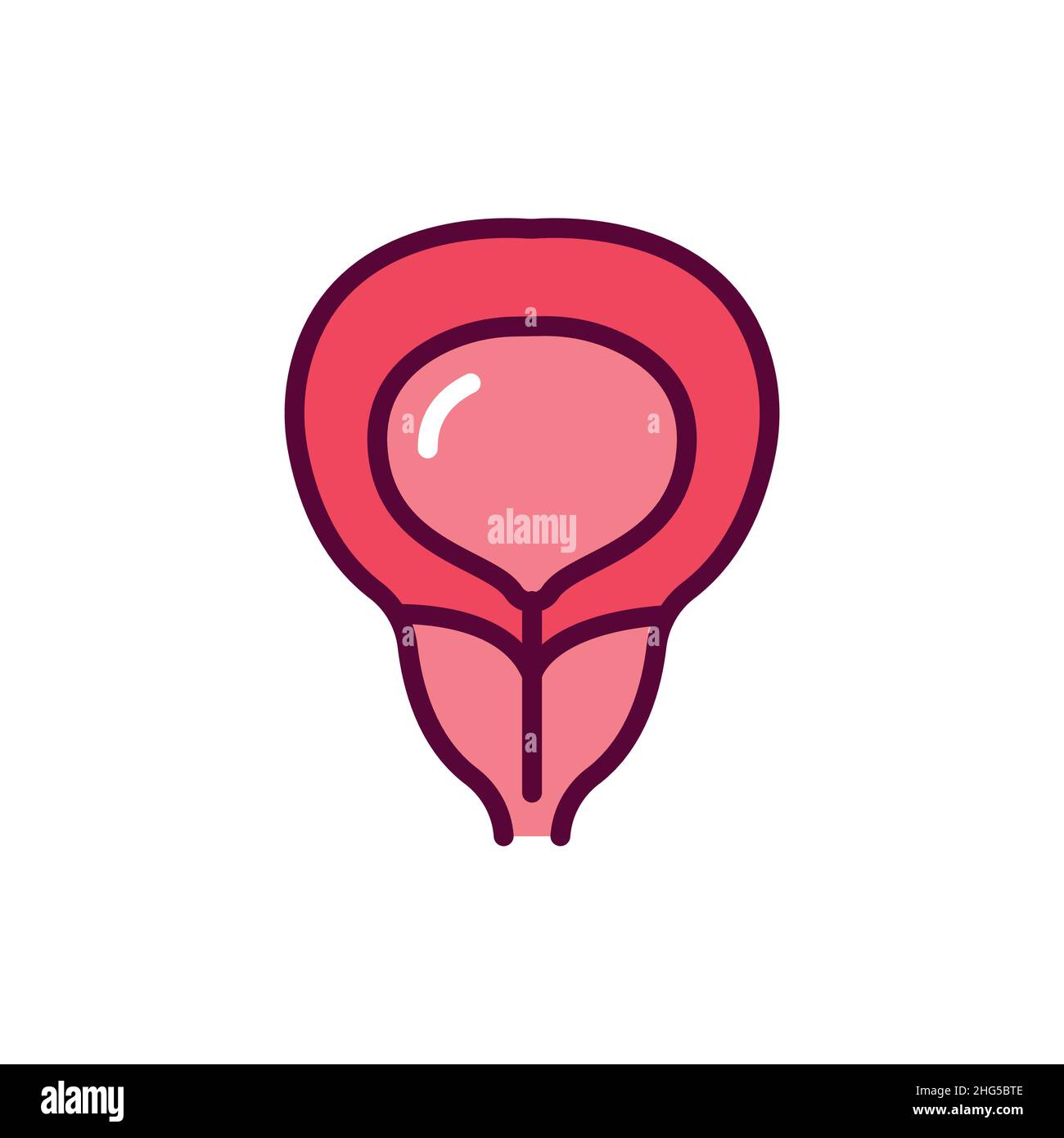 Human organ bladder color line icon. Isolated vector element. Outline ...