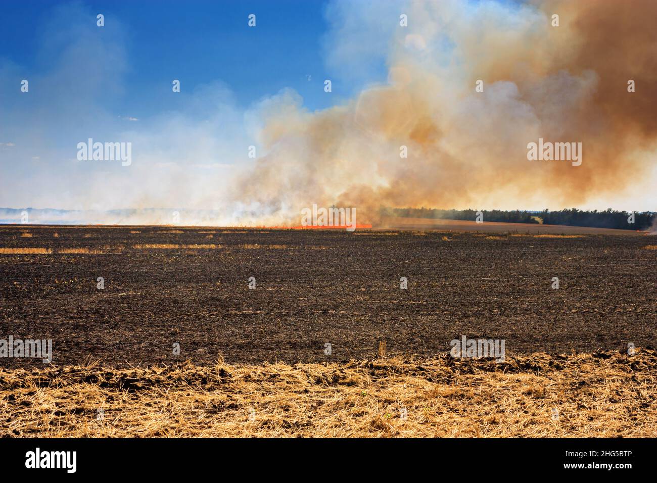 A burning agricultural field in hot summer weather. Dry wind blows the ...
