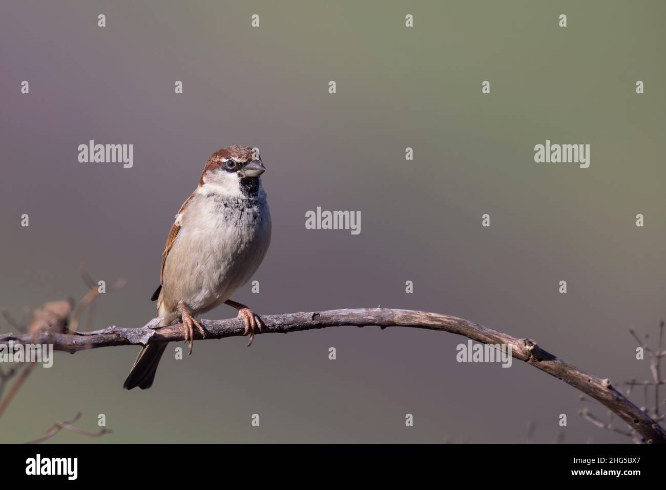 The Italian sparrow (Passer italiae Stock Photo - Alamy
