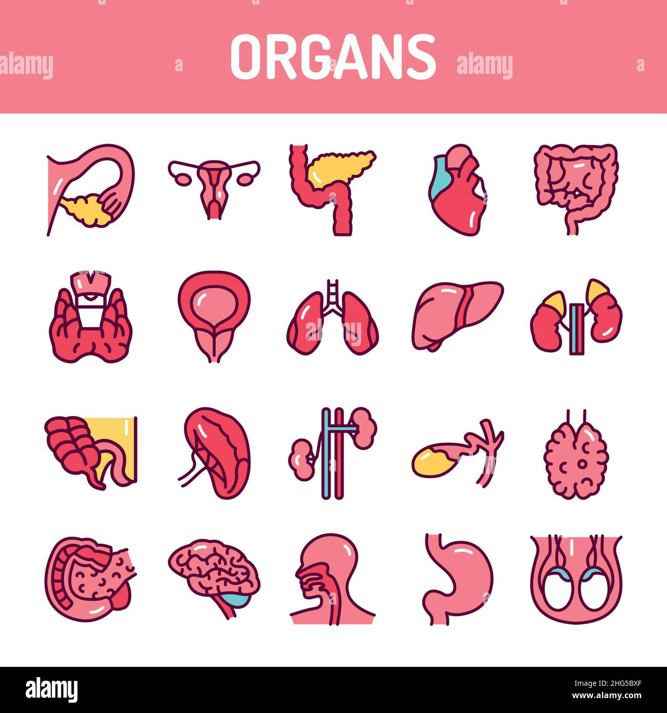 Organs line icons set. Isolated vector element. Outline pictograms for ...