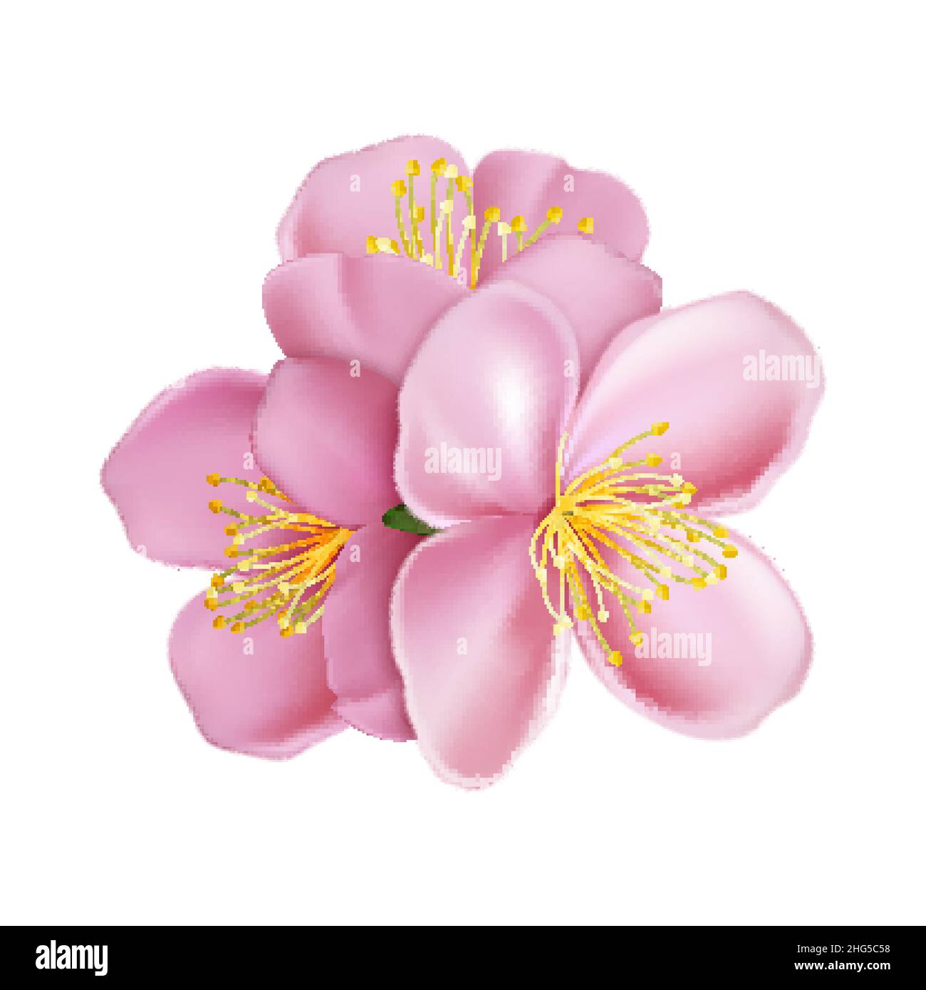 sakura flower cherry vector Stock Vector Image & Art - Alamy