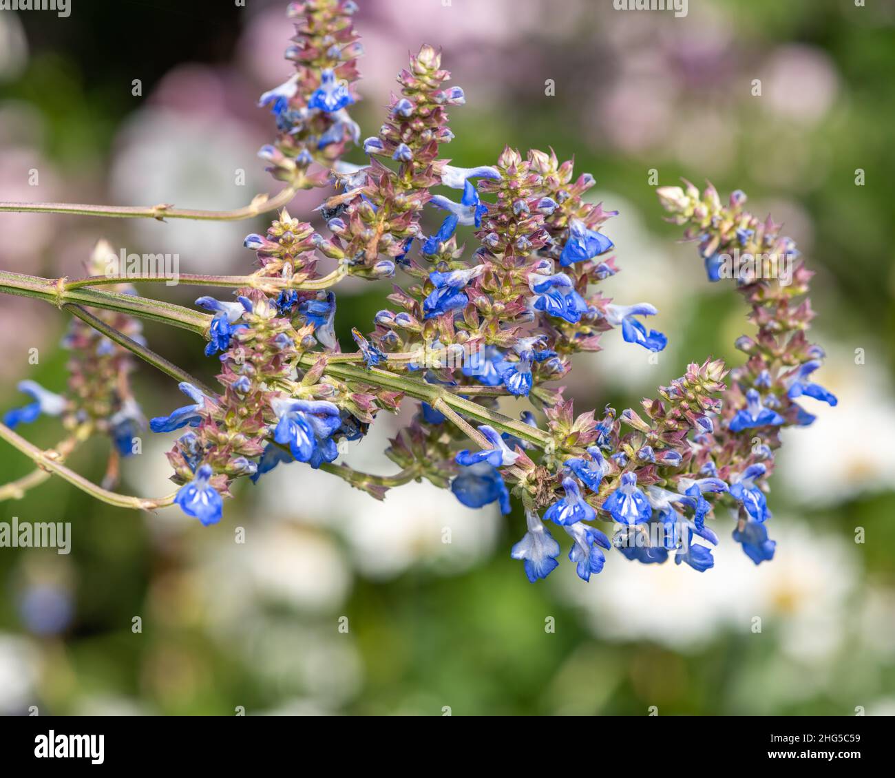 Bog sage (salvia uliginosa) flowers in bloom Stock Photo - Alamy