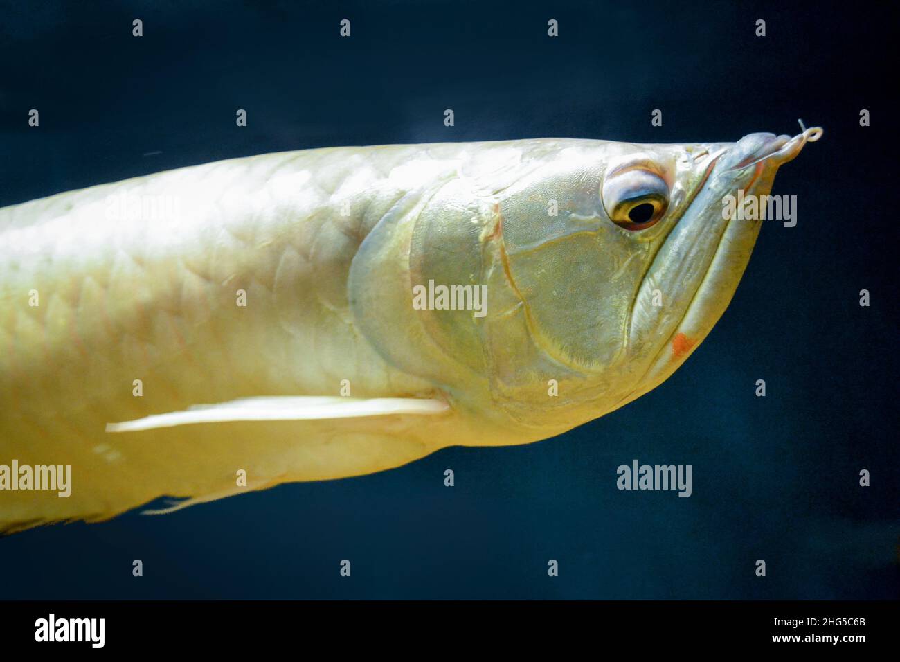 Arowana fish - close-up on face Stock Photo - Alamy