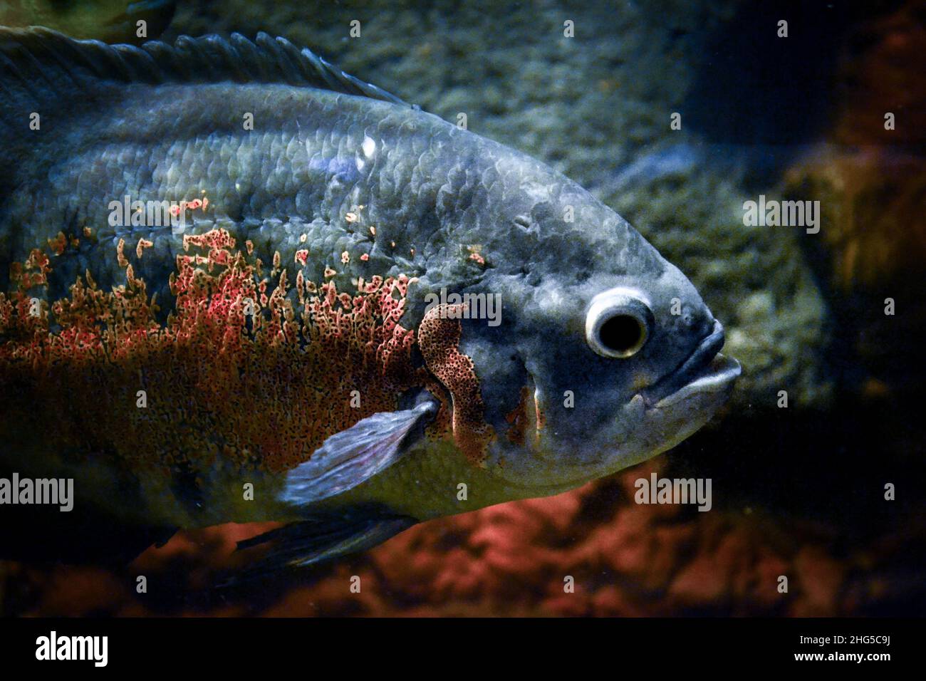 Astronotus ocellatus fish swimming underwater Stock Photo - Alamy