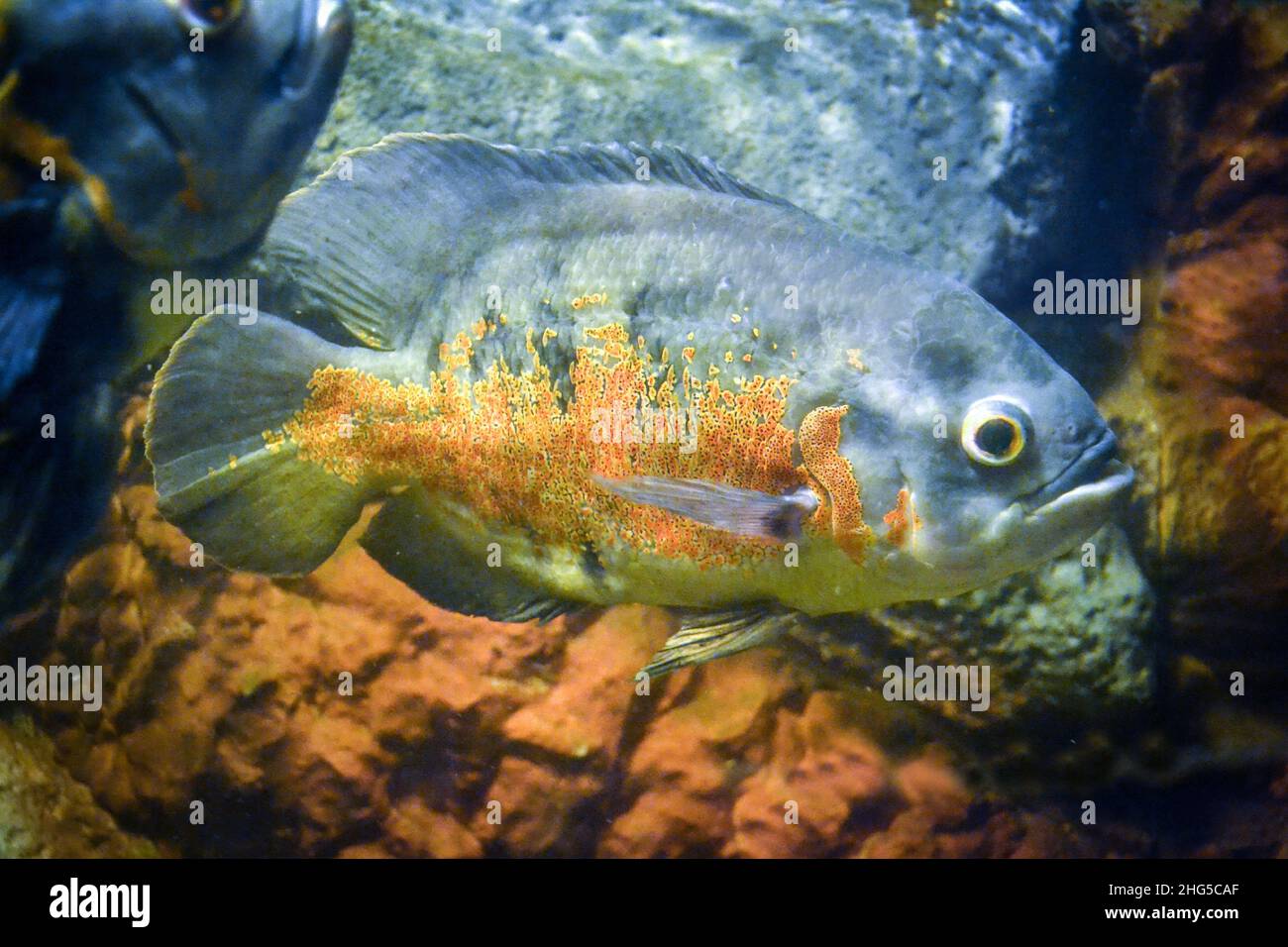 Astronotus ocellatus fish swimming underwater Stock Photo - Alamy