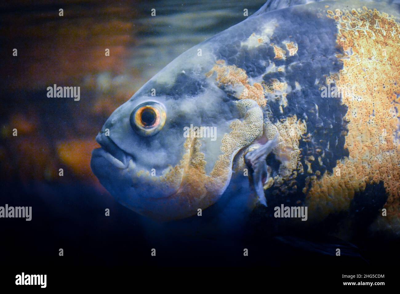 Astronotus ocellatus fish swimming underwater Stock Photo - Alamy