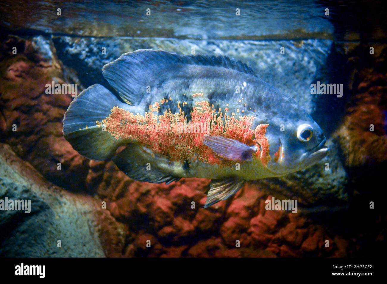 Astronotus ocellatus fish swimming underwater Stock Photo - Alamy