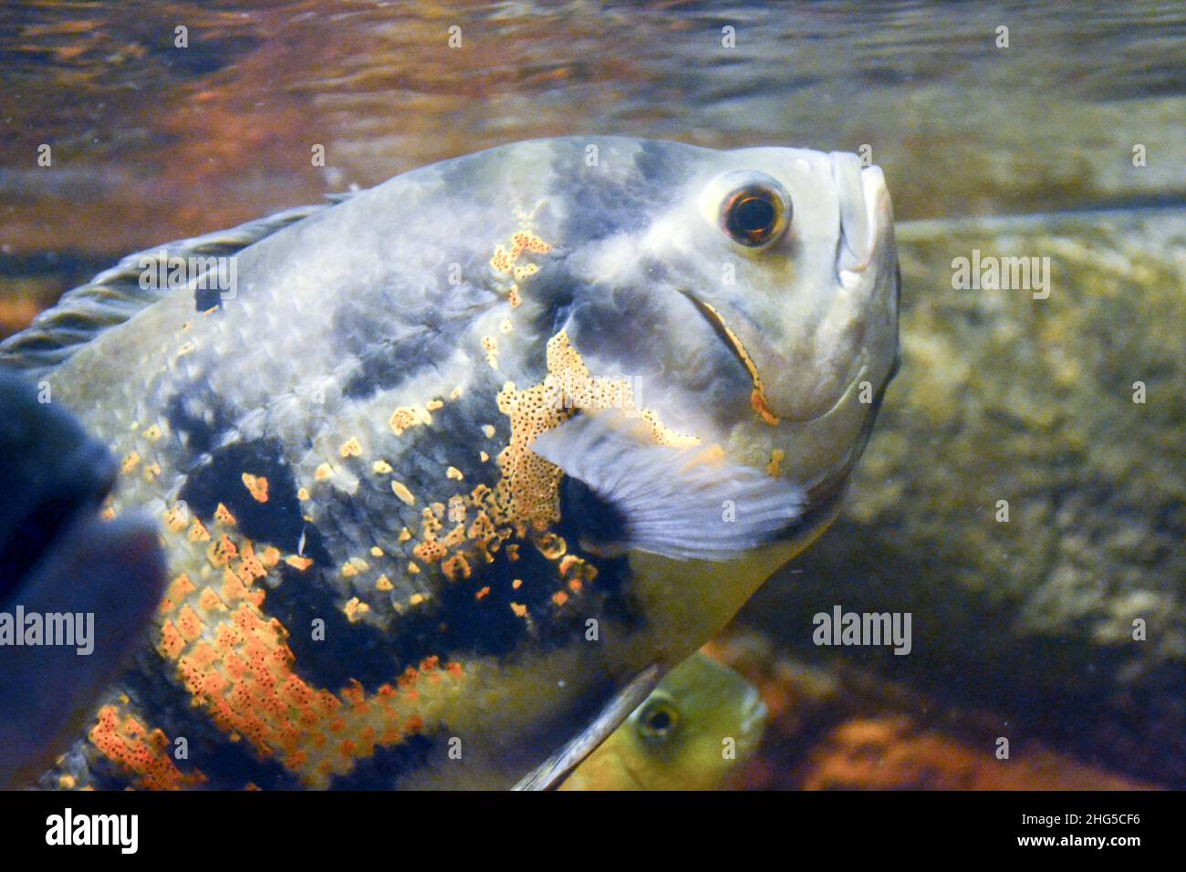Astronotus ocellatus fish swimming underwater Stock Photo - Alamy