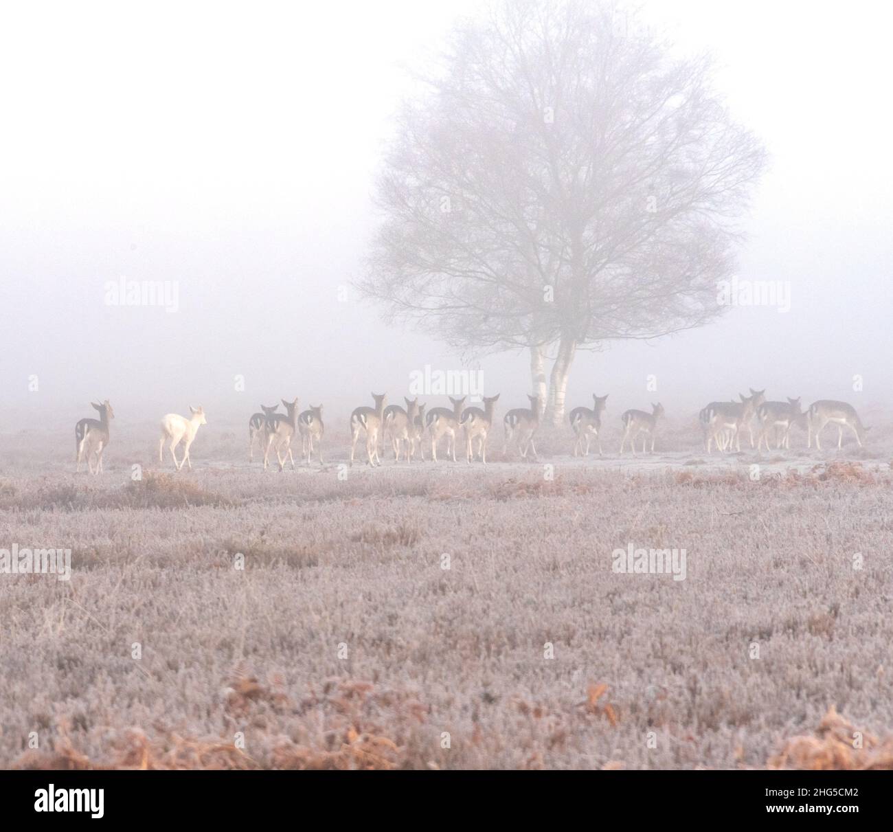 Deer winter uk new forest hi-res stock photography and images - Alamy