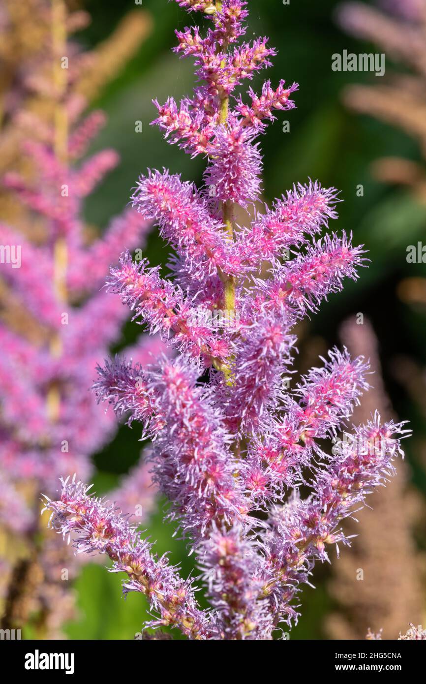 False goats beard flower hi-res stock photography and images - Alamy