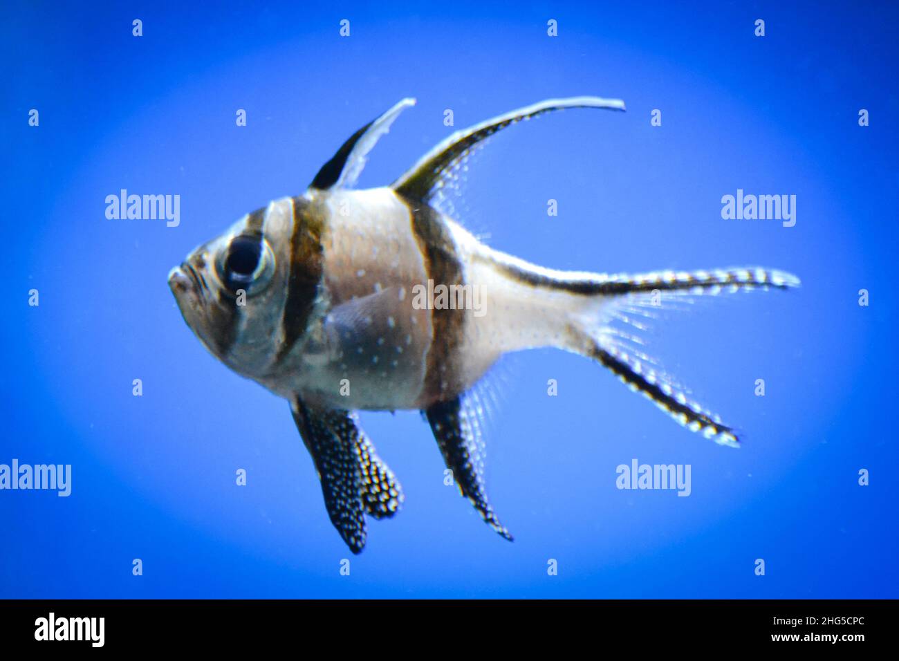 Banggai cardinal fish swimming underwater, blue background Stock Photo ...