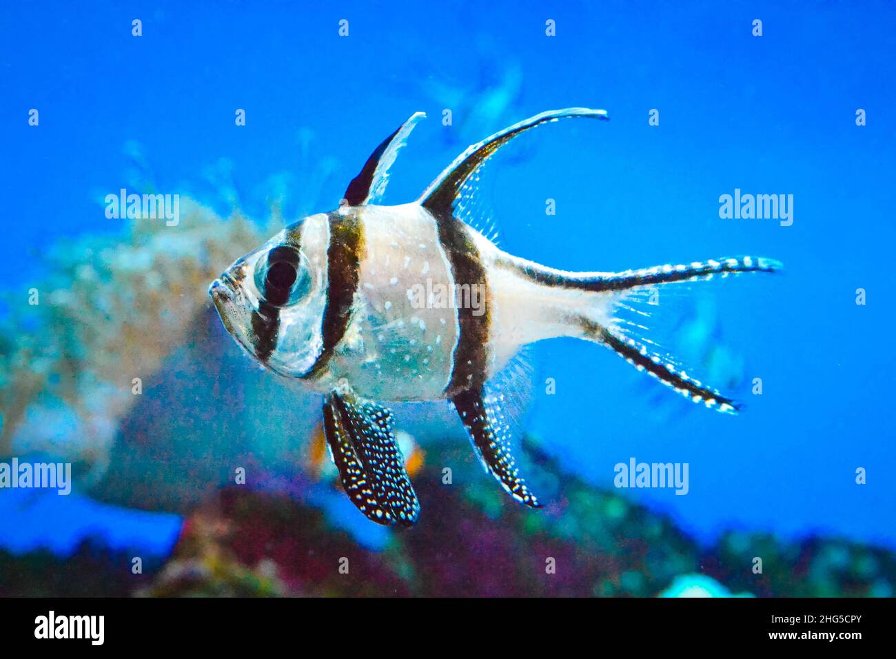 Cardinal fish hi-res stock photography and images - Alamy