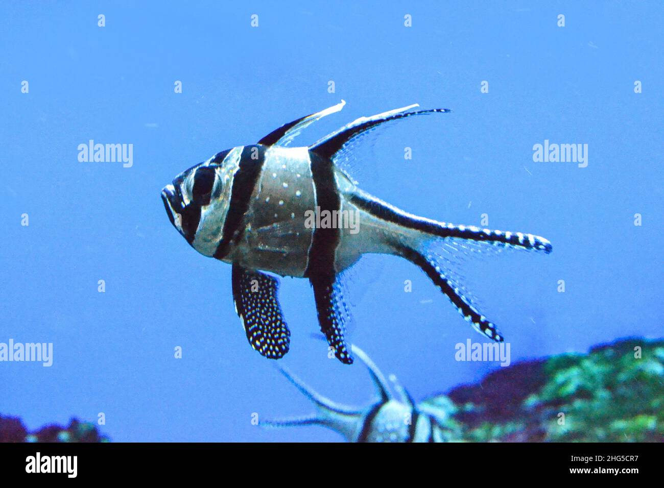 Banggai cardinal fish swimming underwater, blue background Stock Photo ...