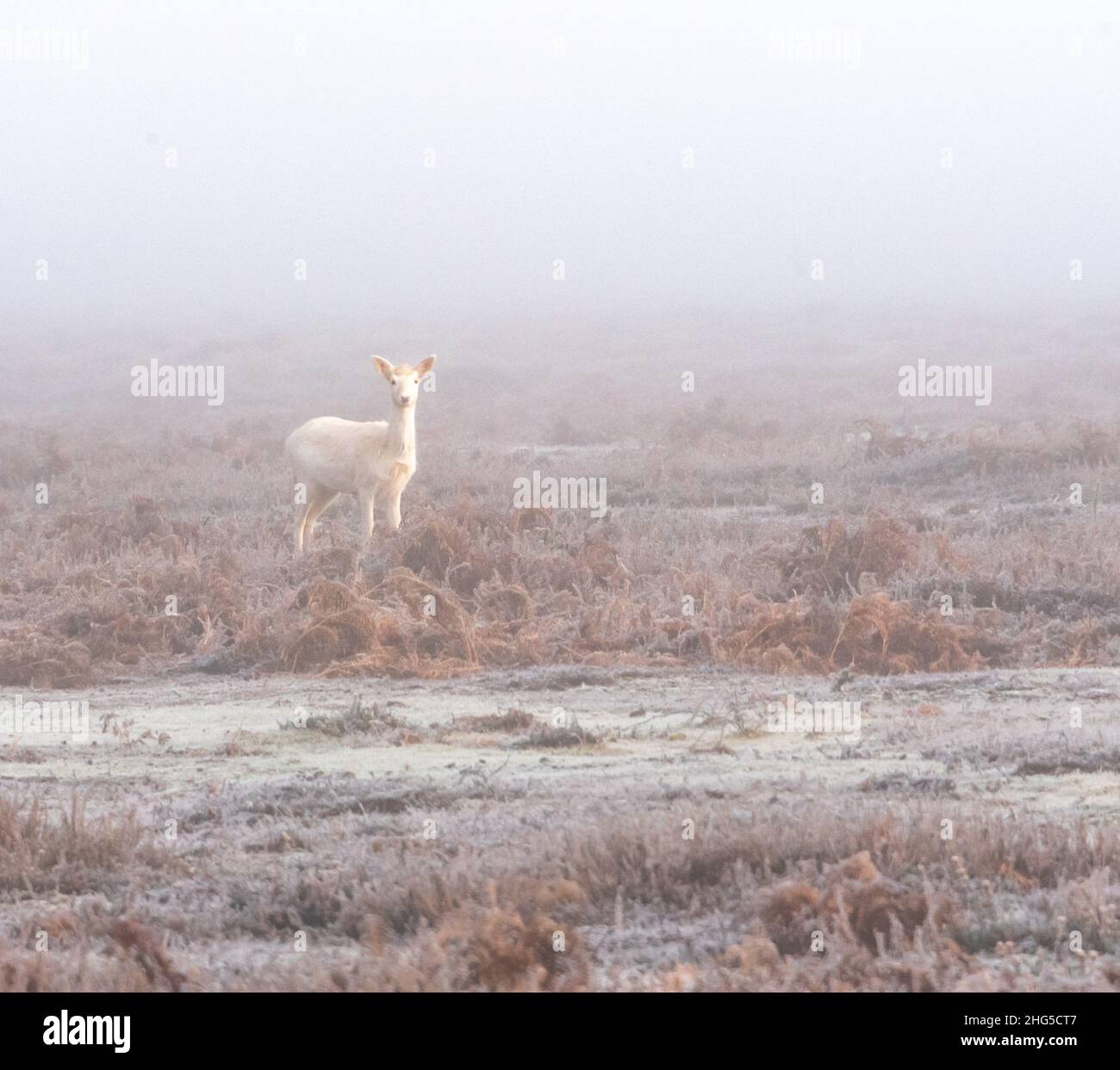 White fallow fawn in mist, New Forest Stock Photo - Alamy
