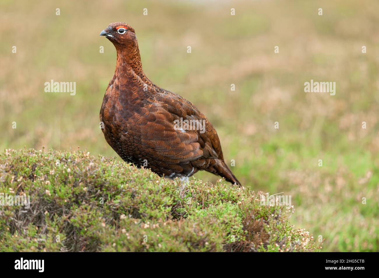 Red Grouse, Scientific name: Lagopus lagopus. Adult red grouse male ...