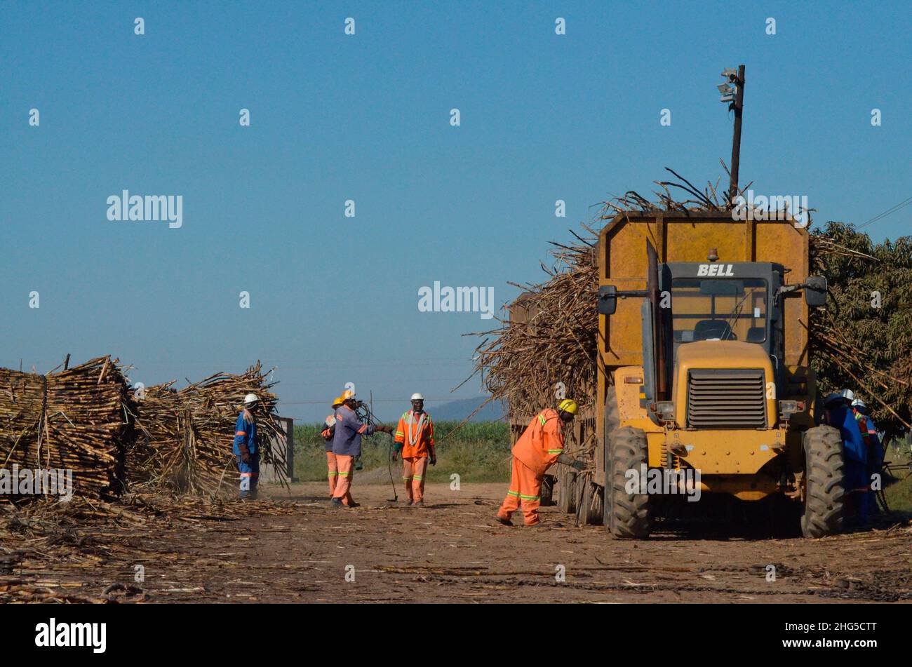 Workers at a sugar plantation are seen preparing the burnt sugar cane ...