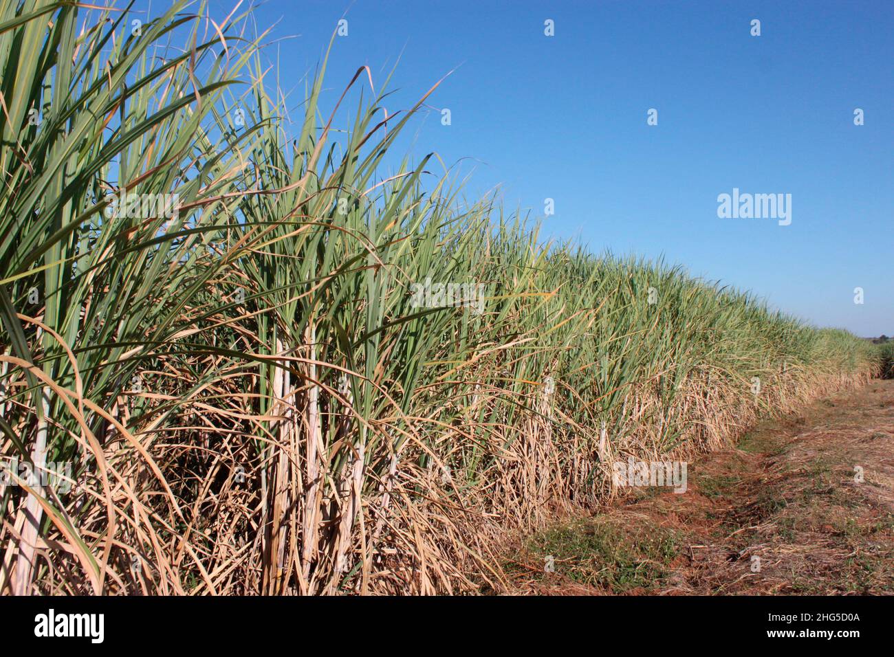 A field of sugar cane is seen in Chiredzi which is known for its sugar ...
