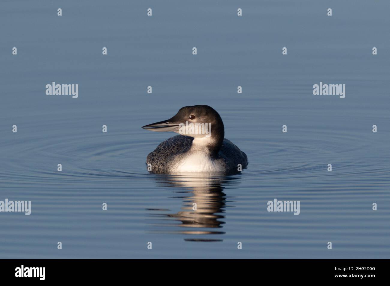 Great Northern Diver (imm), Farmoor Reservoir, Oxon, UK Stock Photo - Alamy