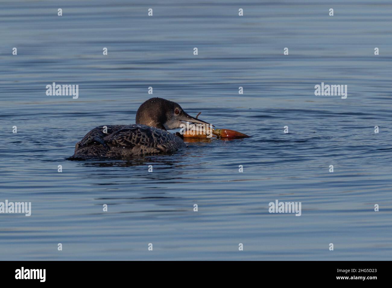 Great northern diver with crayfish hi-res stock photography and images ...
