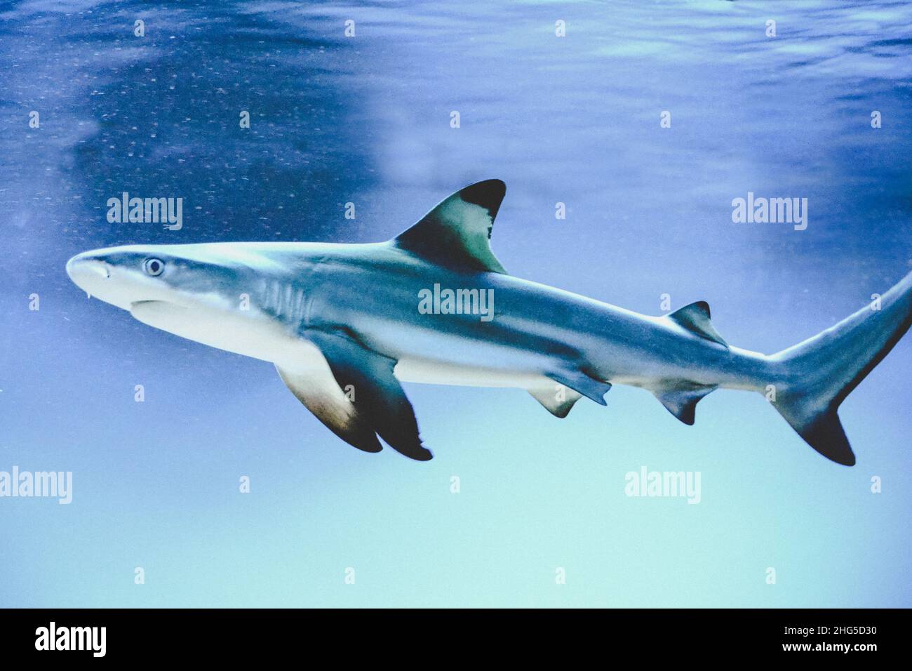 Carcharhinus melanopterus shark swimming underwater, blue background ...