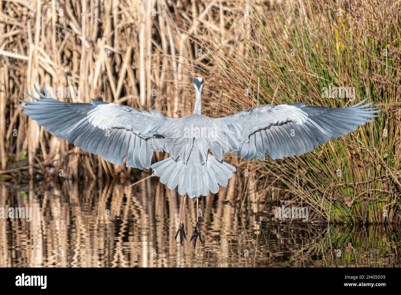 Heron uk pond hi-res stock photography and images - Alamy