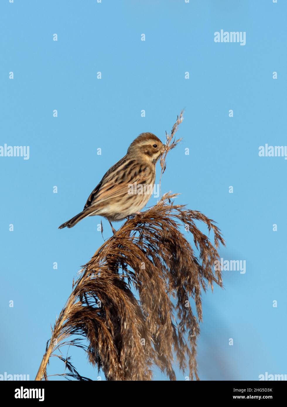 Female reed bunting hi-res stock photography and images - Alamy
