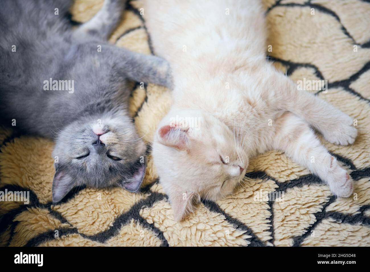 top view of two tired cats napping on the blanket Stock Photo - Alamy