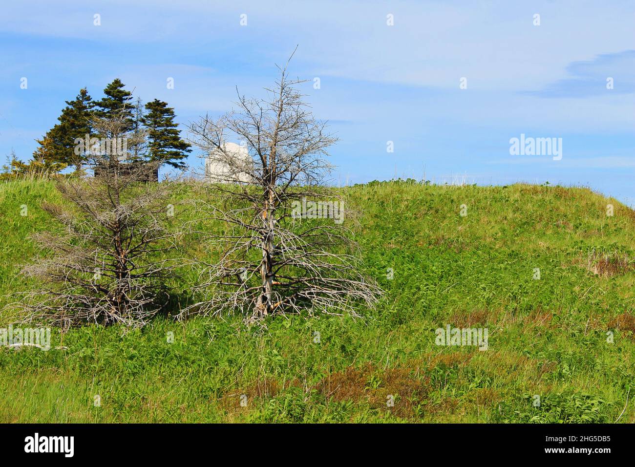 Two dead trees on the side of a hill, Cappahayden, Newfoundland ...