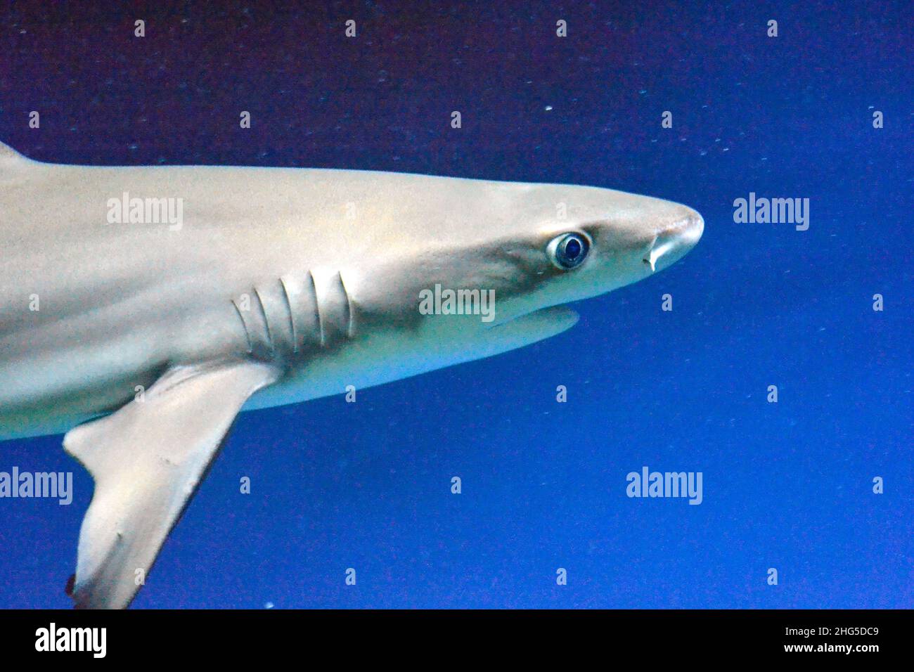 Carcharhinus melanopterus shark swimming underwater, blue background ...