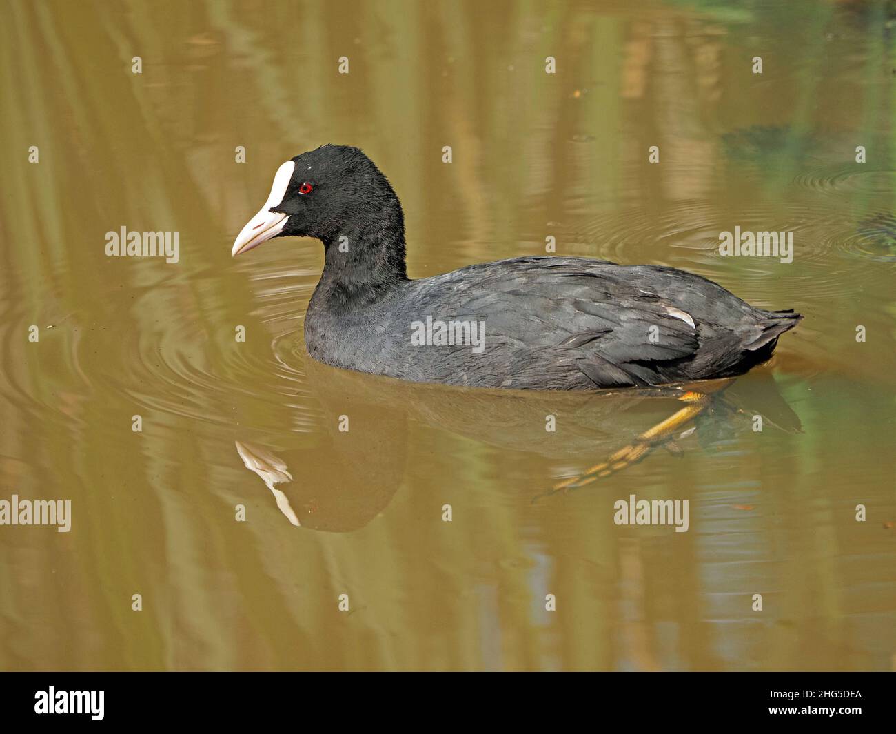 Webbed foliage hi-res stock photography and images - Alamy