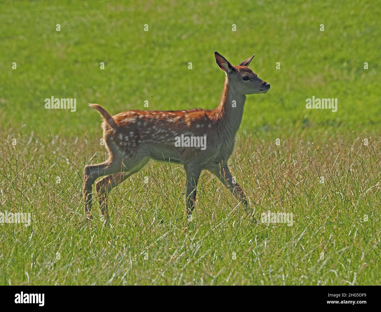 Deer herd overpopulation hi-res stock photography and images - Alamy