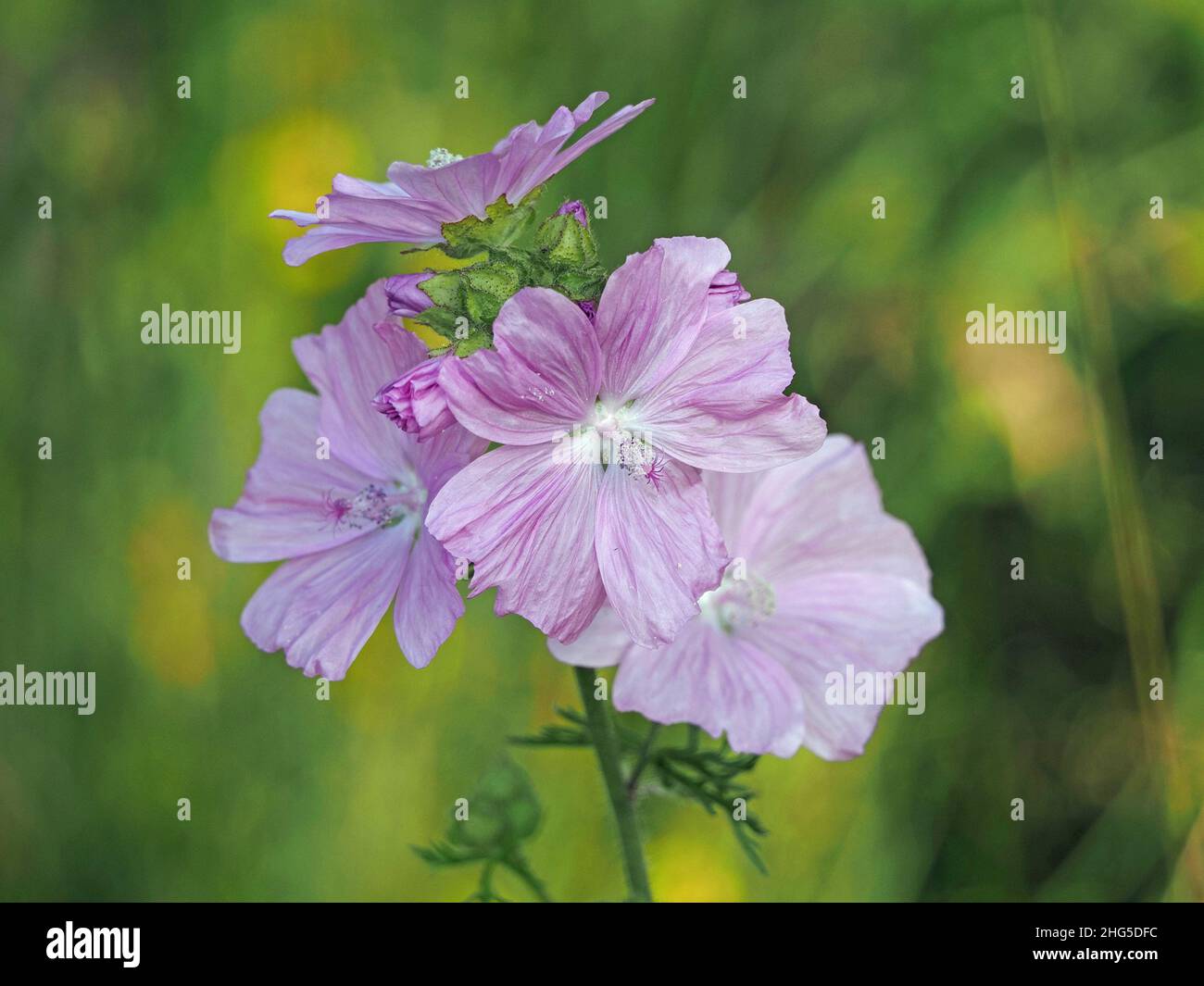 Pale pink mauve flowers of Musk Mallow (Malva moschata) a scented ...
