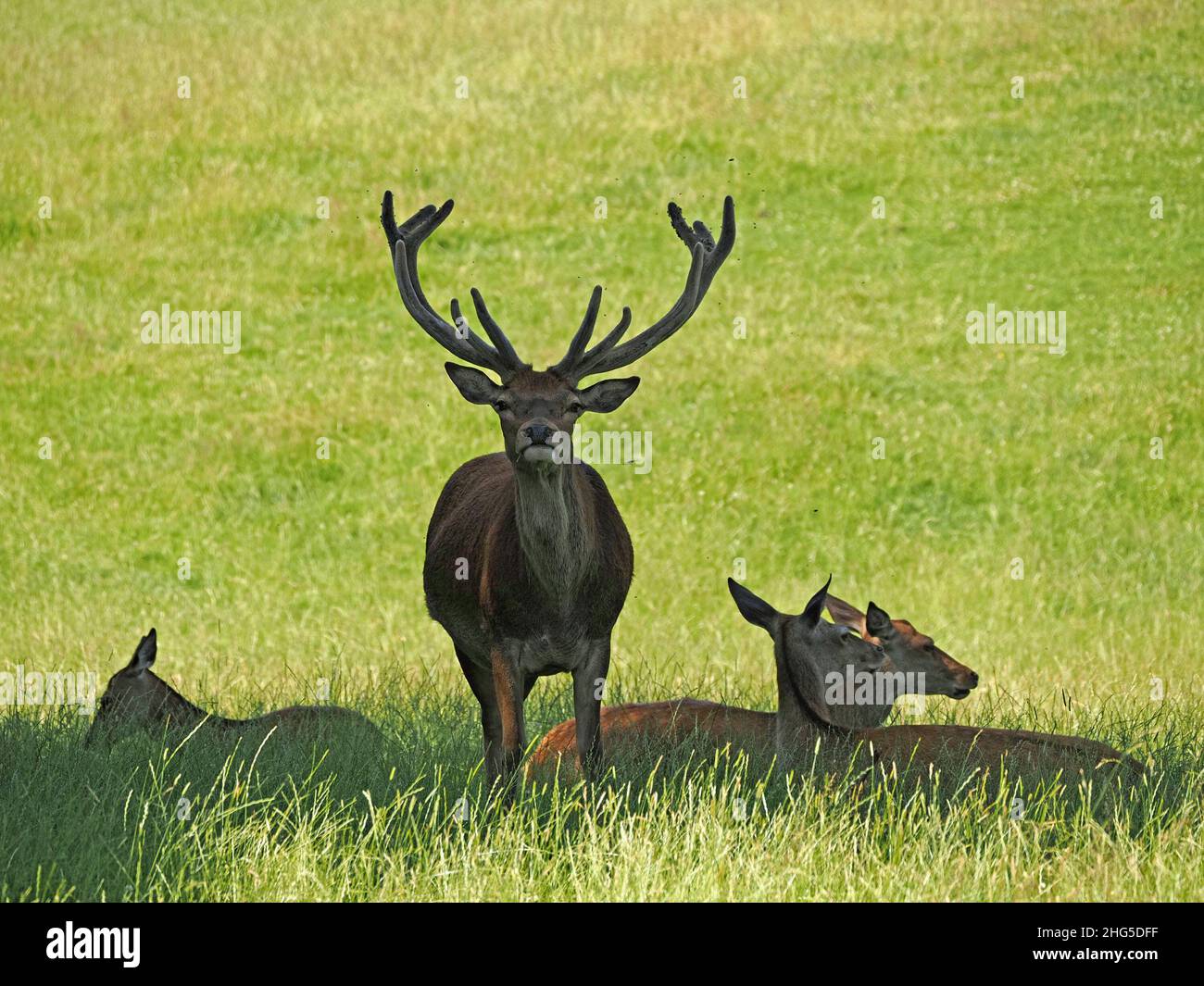 Royal stag Red deer (Cervus elaphus) with 12 point antlers grazing as ...