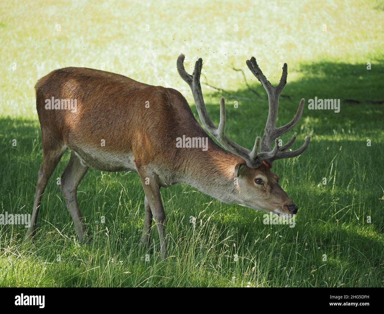 Royal stag Red deer (Cervus elaphus) with 12 point antlers grazing as ...