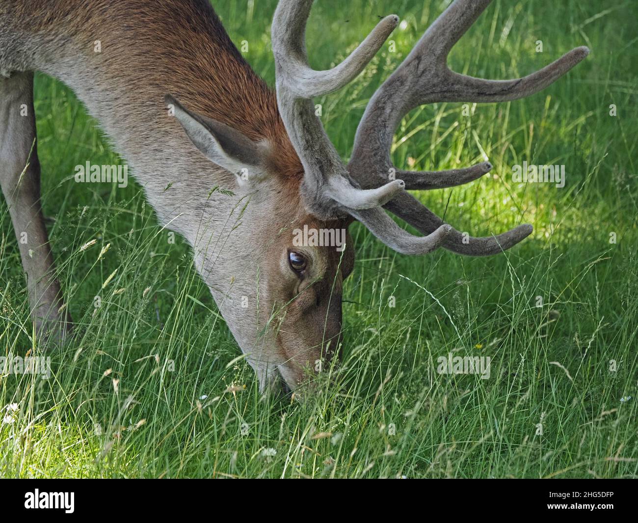 Royal stag Red deer (Cervus elaphus) with 12 point antlers grazing as ...