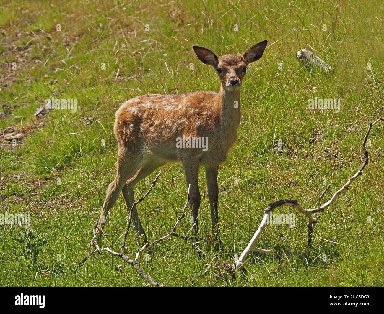 Deer herd overpopulation hi-res stock photography and images - Alamy