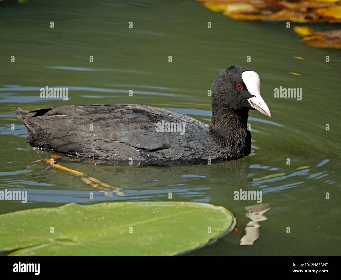 Eurasian Coot (Fulica atra) with red eye, white beak and frontal shield ...