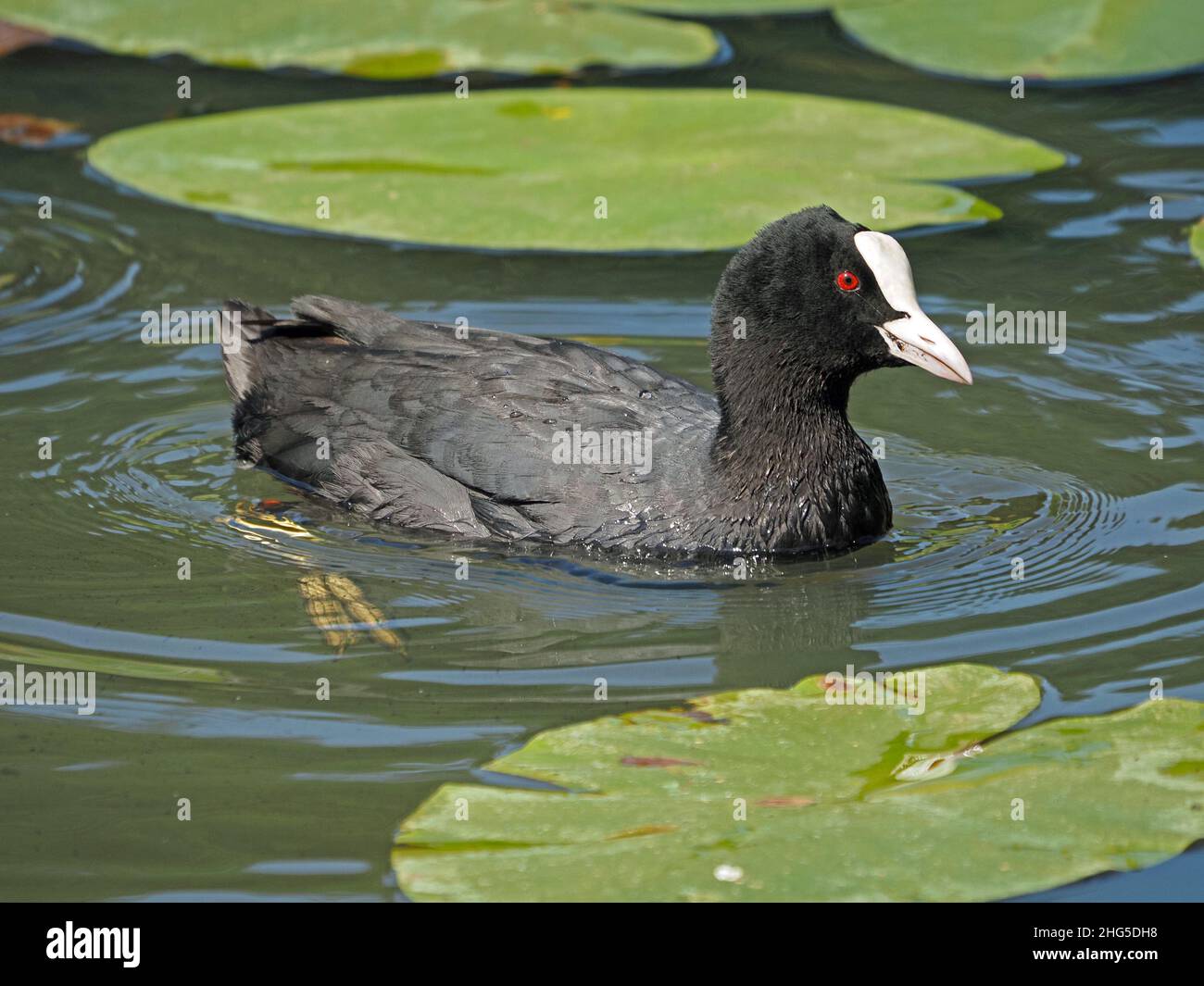 Eurasian Coot (Fulica atra) with red eye, white beak and frontal shield ...
