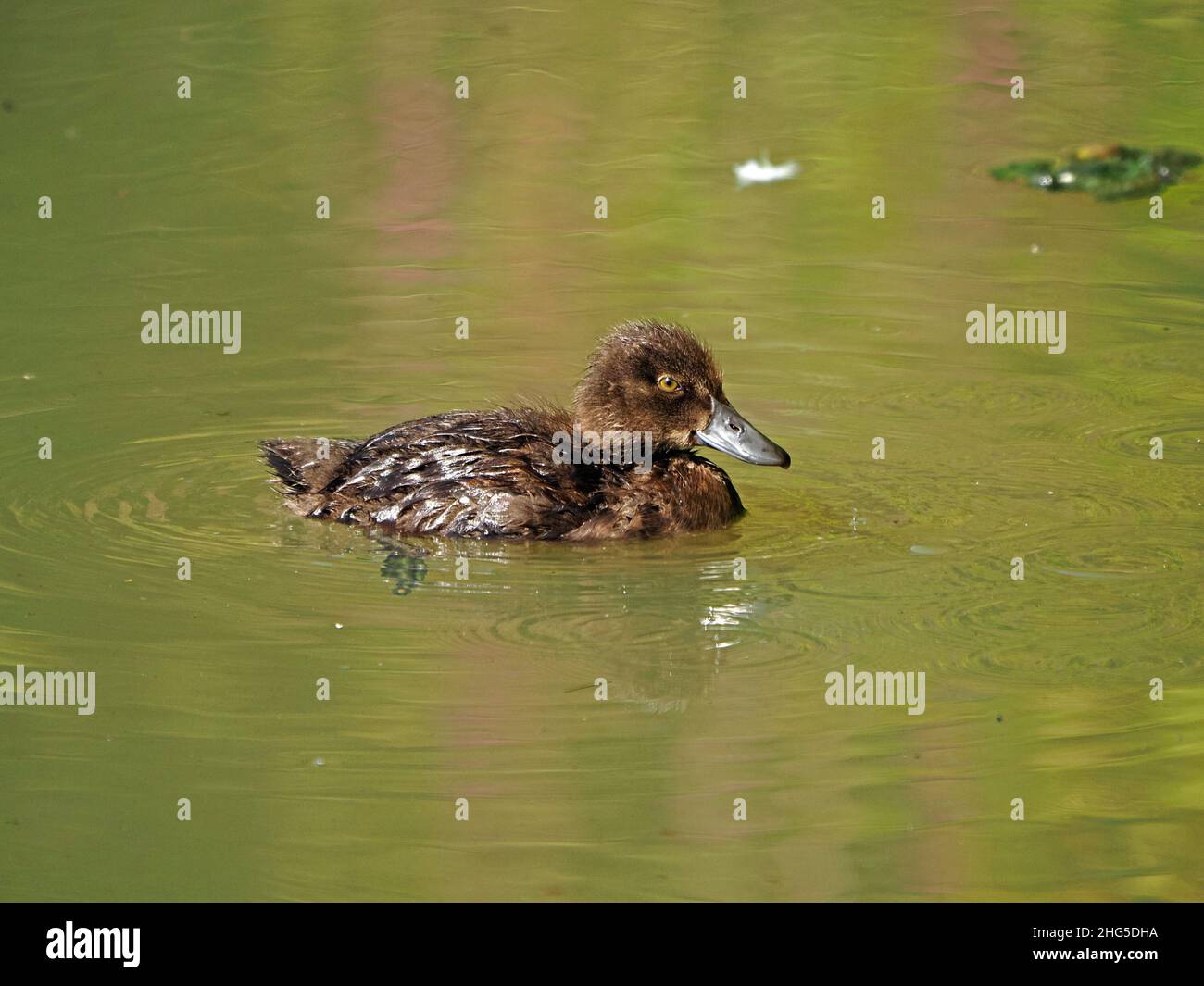 juvenile Tufted Duck (Aythya fuligula) with wet feathers swimming with ...