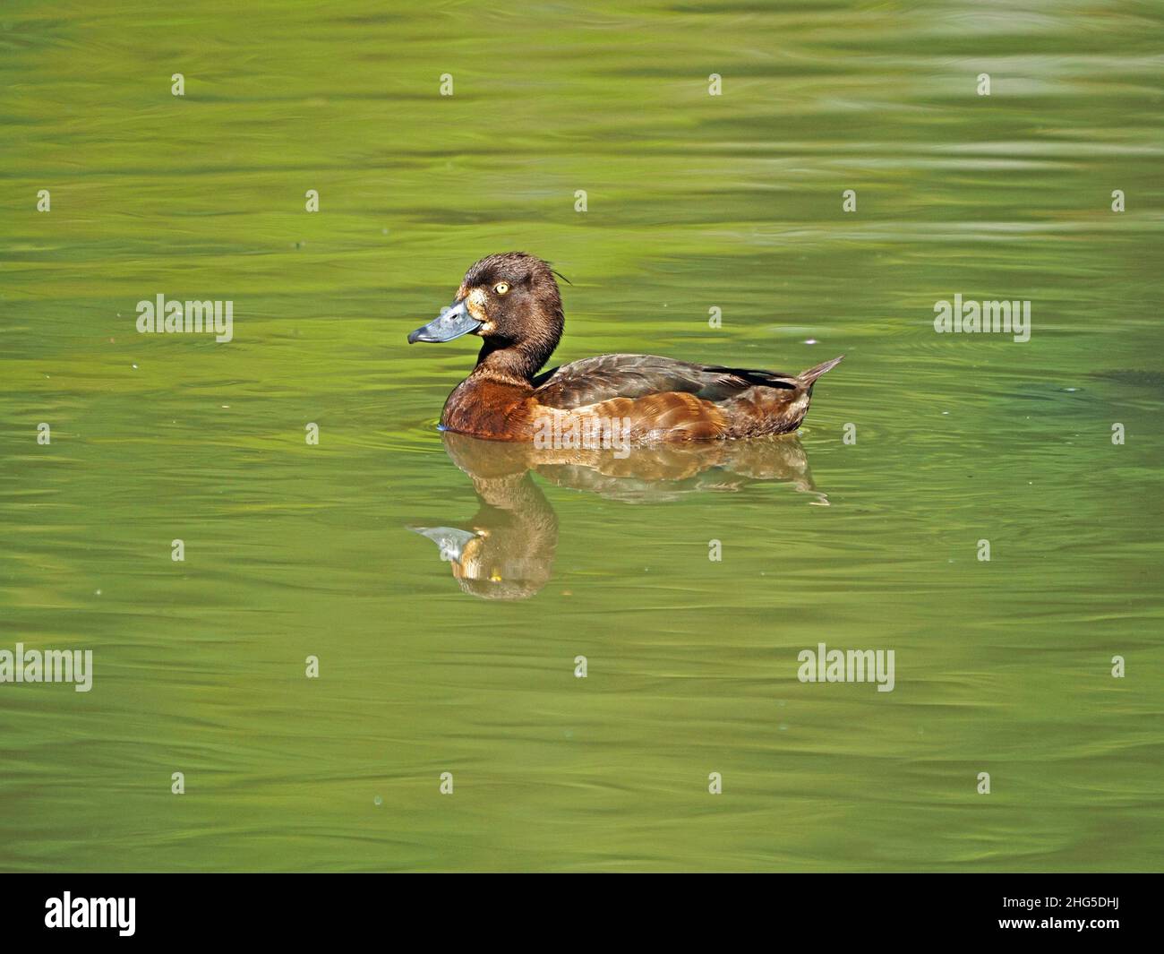 Tufted duck eclipse hi-res stock photography and images - Alamy