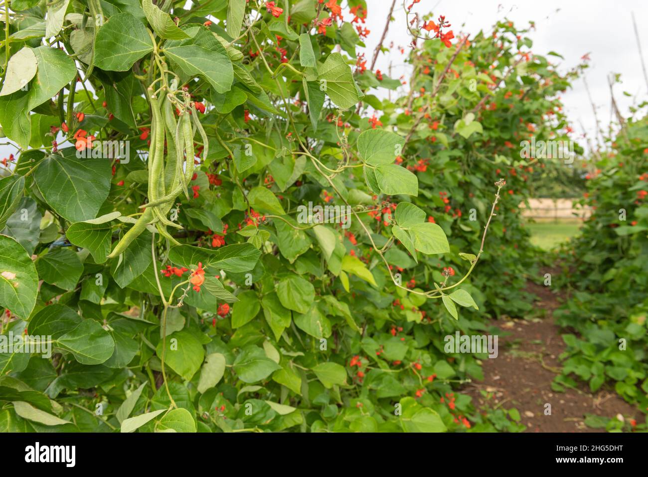 Close up of runner bean (phaseolus coccineus) pods on a runner bean ...