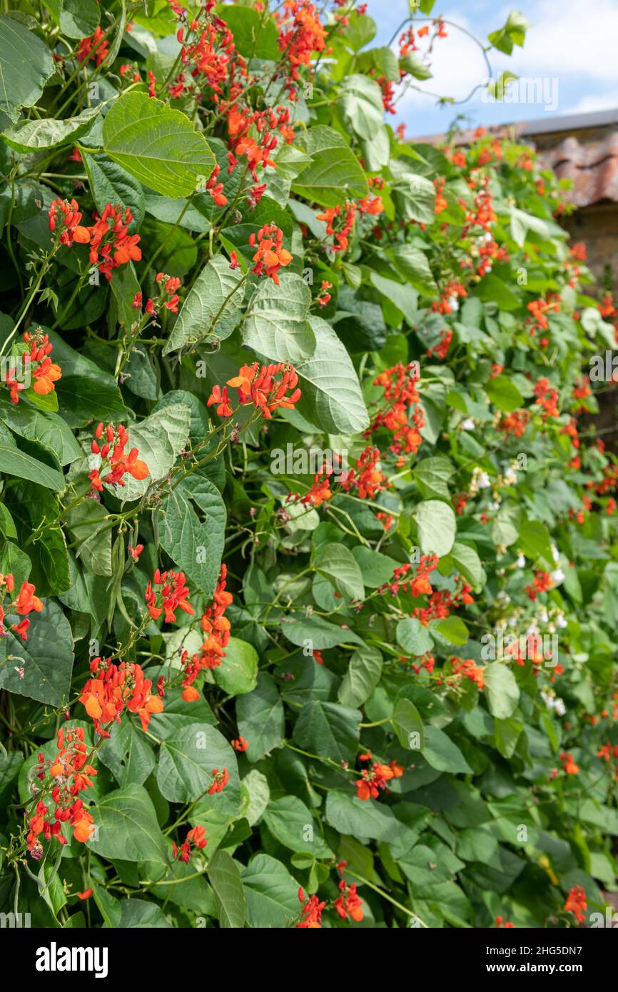 Red flowers on a runner bean (phaseolus coccineus) plant Stock Photo ...